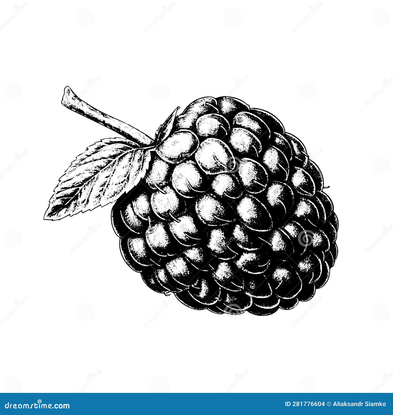 Raspberry Vector Drawing. Isolated Hand Drawn, Engraved Style ...