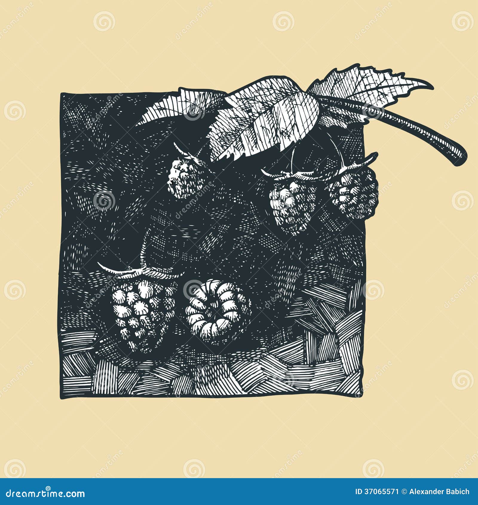 Raspberry stock vector. Illustration of fruitage, gardening - 37065571