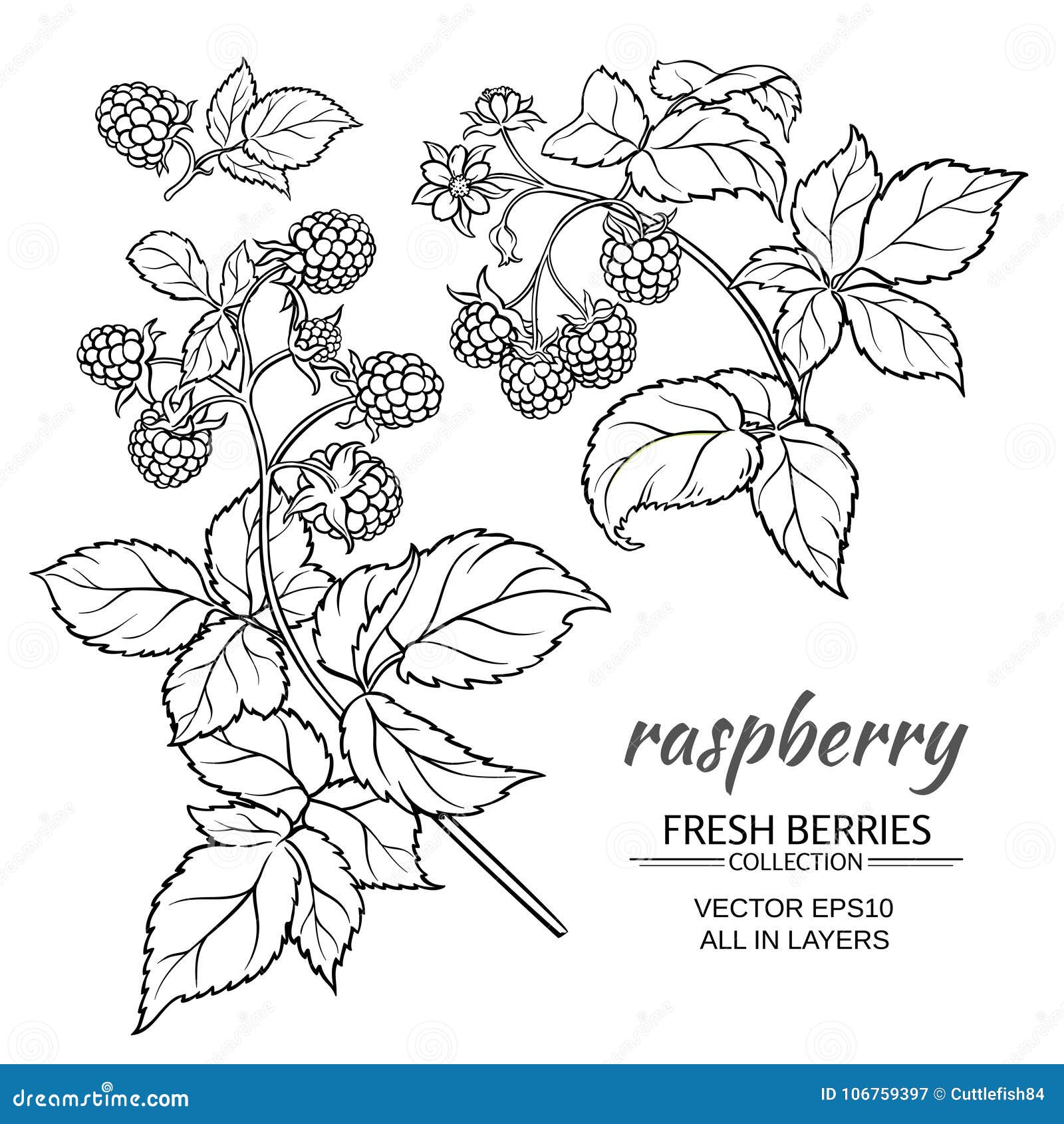 Raspberry vector set stock vector. Illustration of berry - 106759397