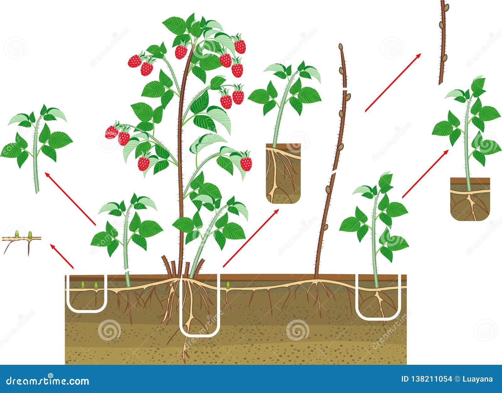 Raspberry Vegetative Reproduction Scheme. Raspberry Shrub with Red ...