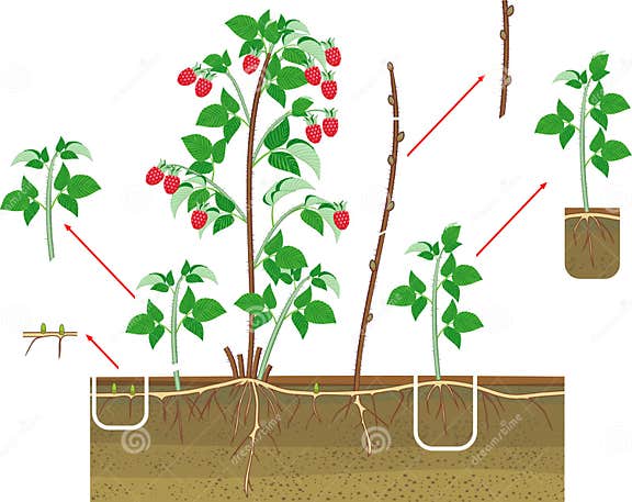 Raspberry Vegetative Reproduction Scheme. Raspberry Shrub with Red ...