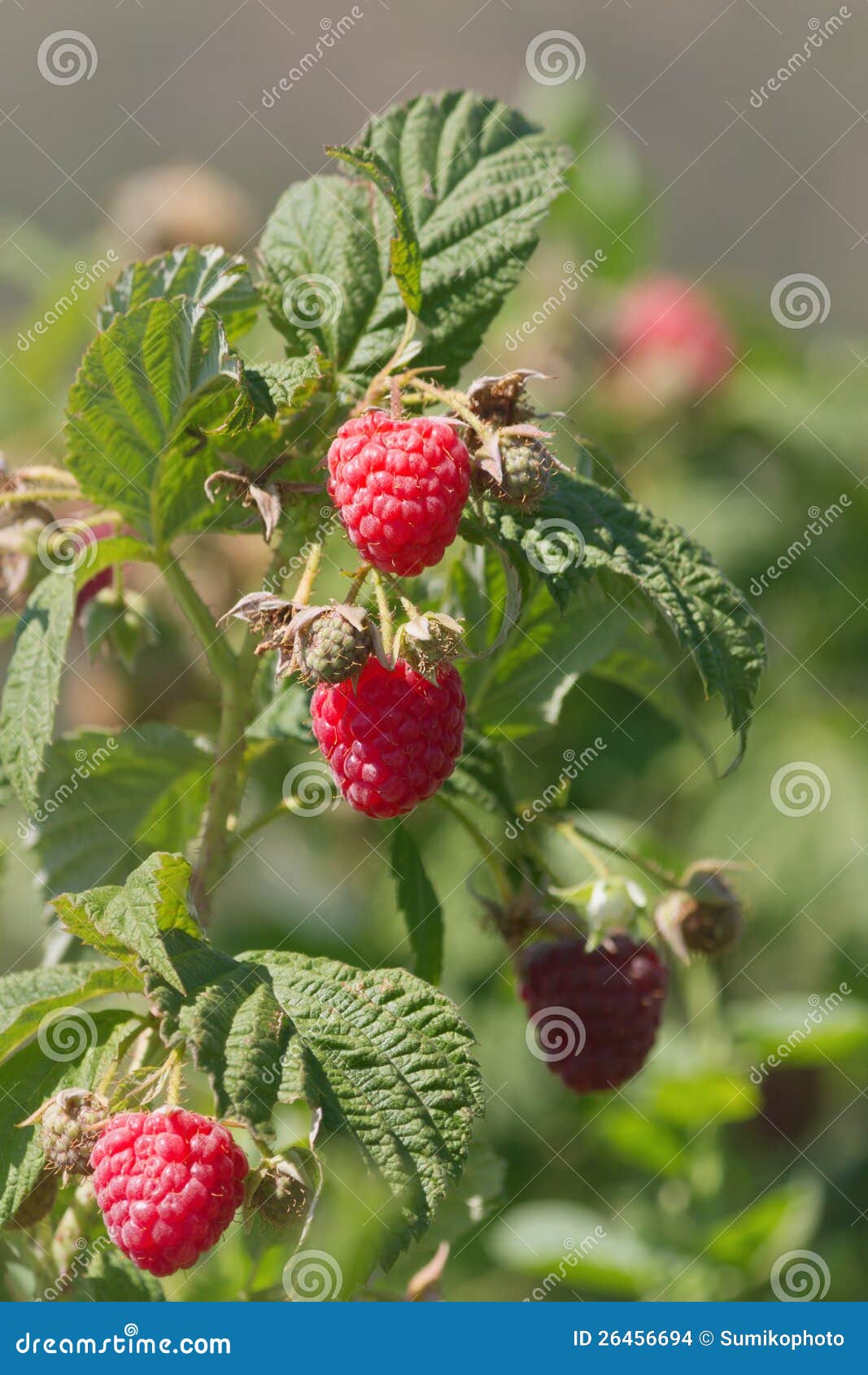 Raspberry on the Vine stock photo. Image of leaf, vine - 26456694