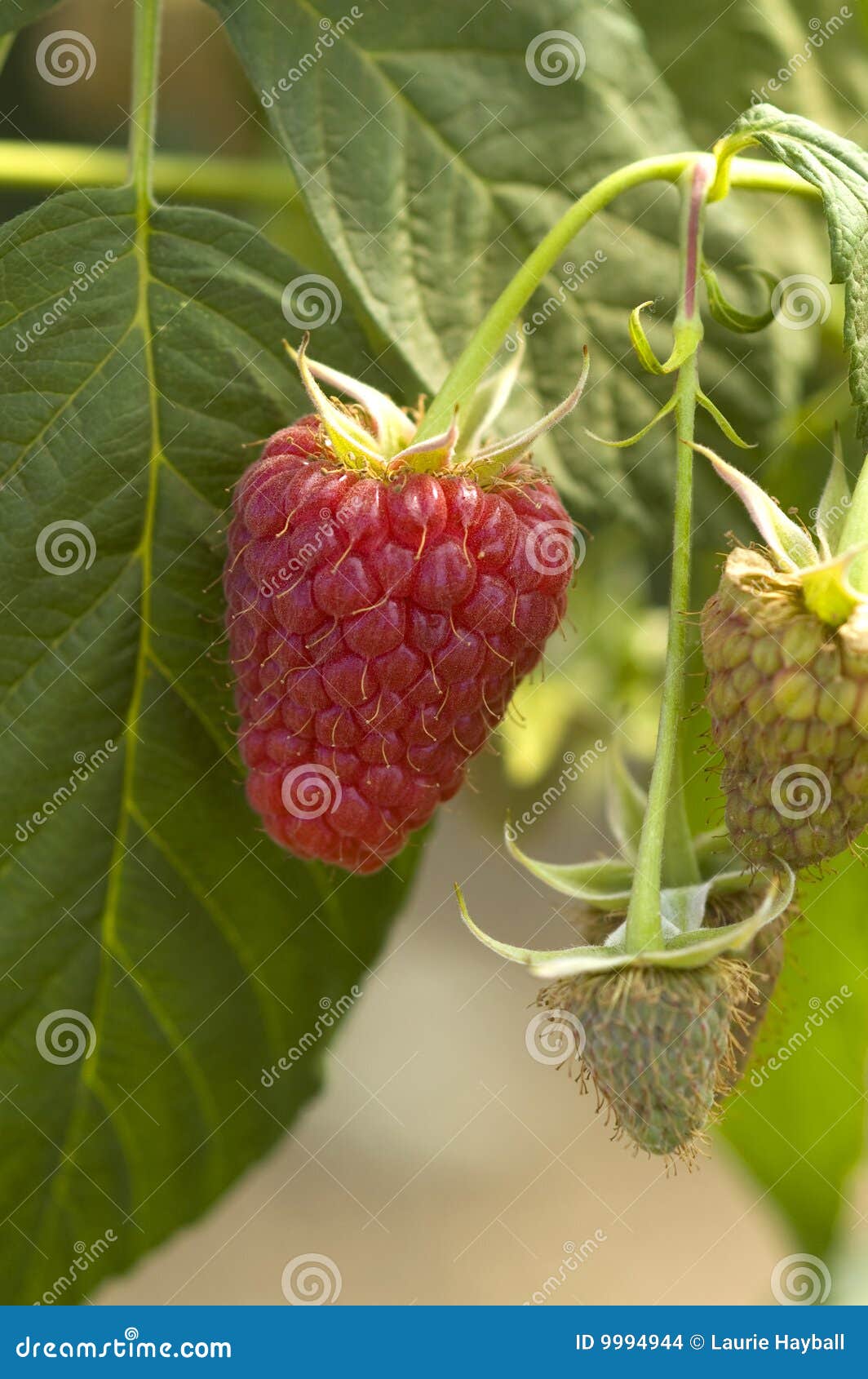 Raspberry on the vine stock photo. Image of berry, sweet - 9994944