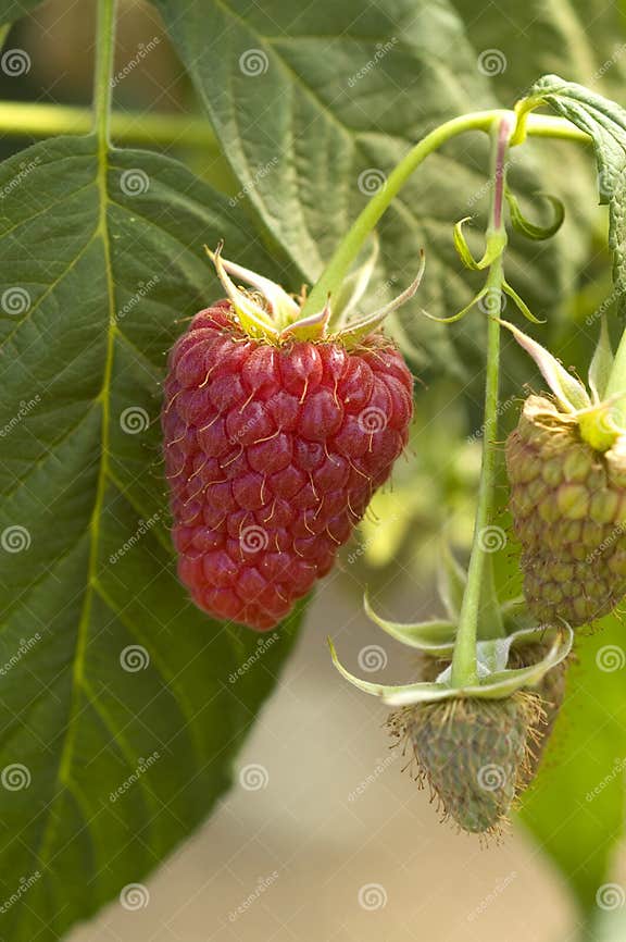 Raspberry on the vine stock photo. Image of berry, sweet - 9994944