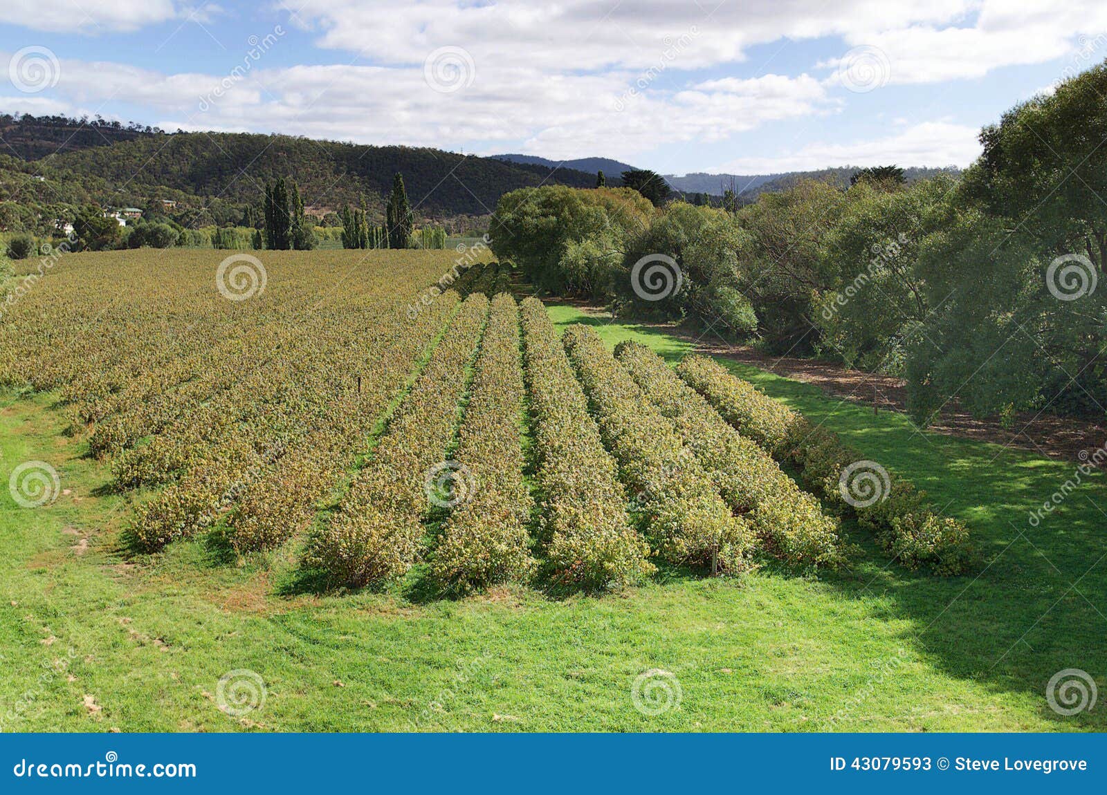 Raspberry Vines stock image. Image of green, food, vegetation - 43079593
