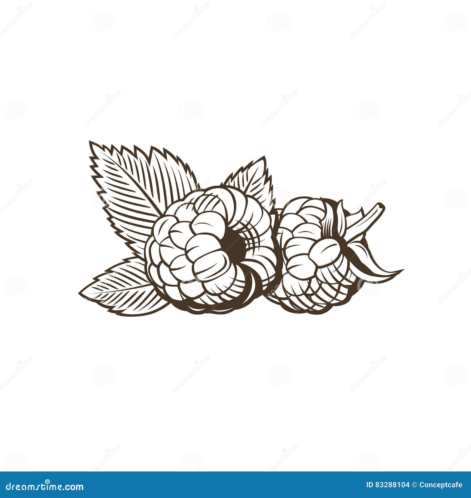 Raspberry in vintage style stock illustration. Illustration of clipart ...