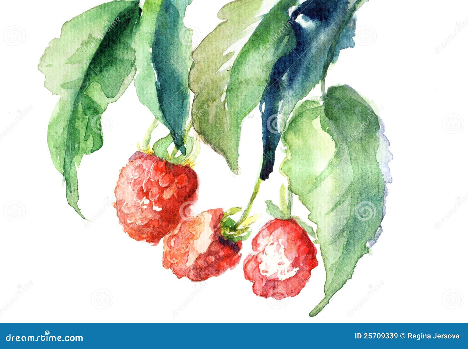 Raspberry, Watercolor Illustration Stock Illustration - Illustration of ...