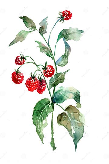 Raspberry, Watercolor Illustration Stock Illustration - Illustration of ...