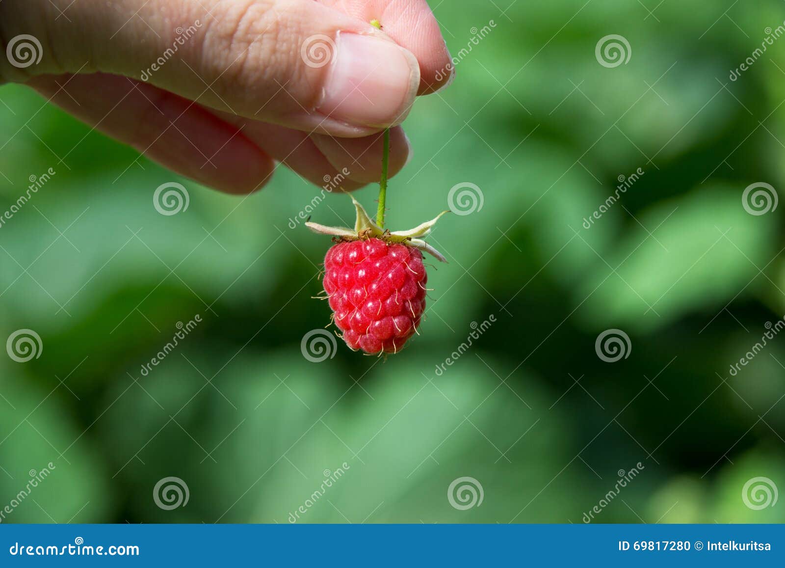 Raspberry on woman hand stock photo. Image of fruit, garden - 69817280