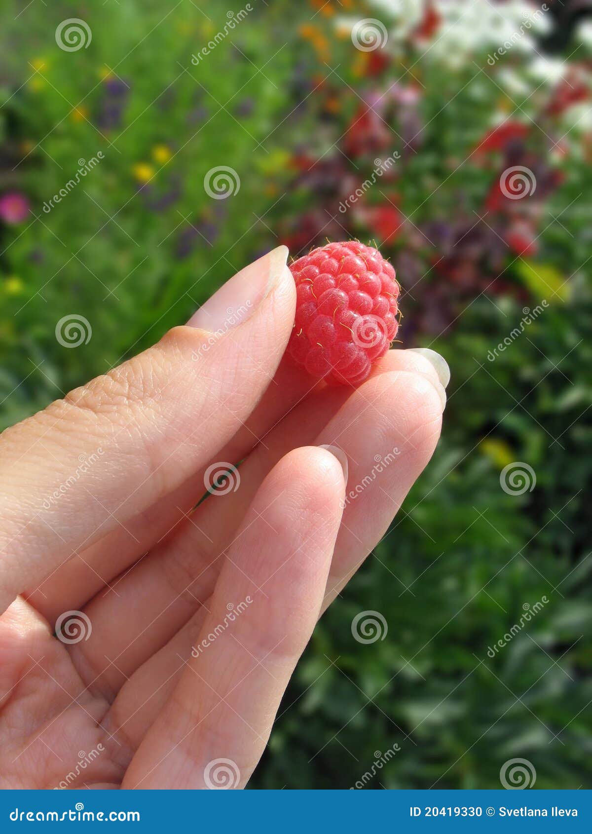Raspberry in Woman S Fingers Stock Photo - Image of summer, country ...
