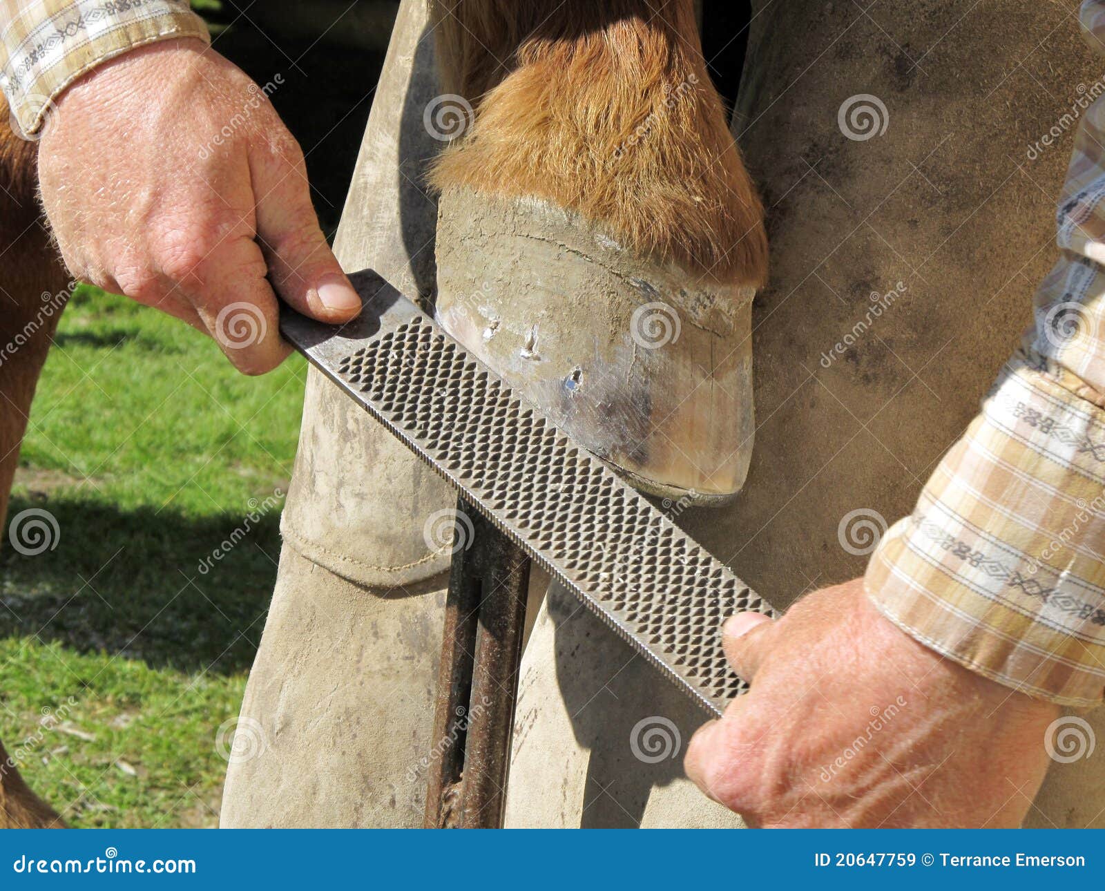 Raspeln Eines Hufeisens Und Des Hufs Stockbild - Bild von nana ...