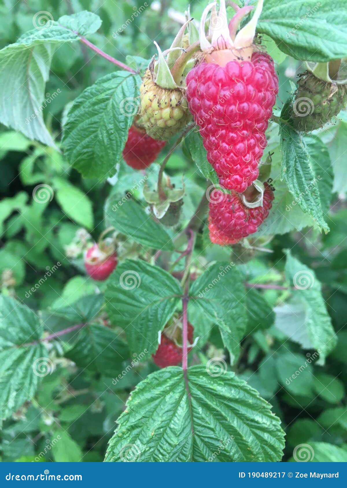 Rasperries stock image. Image of raspberry, rasperries - 190489217