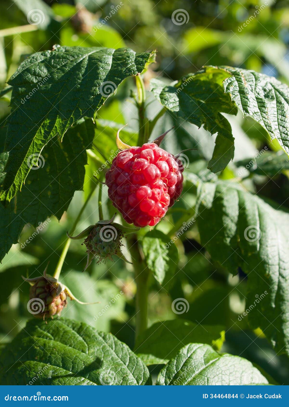 Rasperries stock photo. Image of nature, shrub, fruit - 34464844