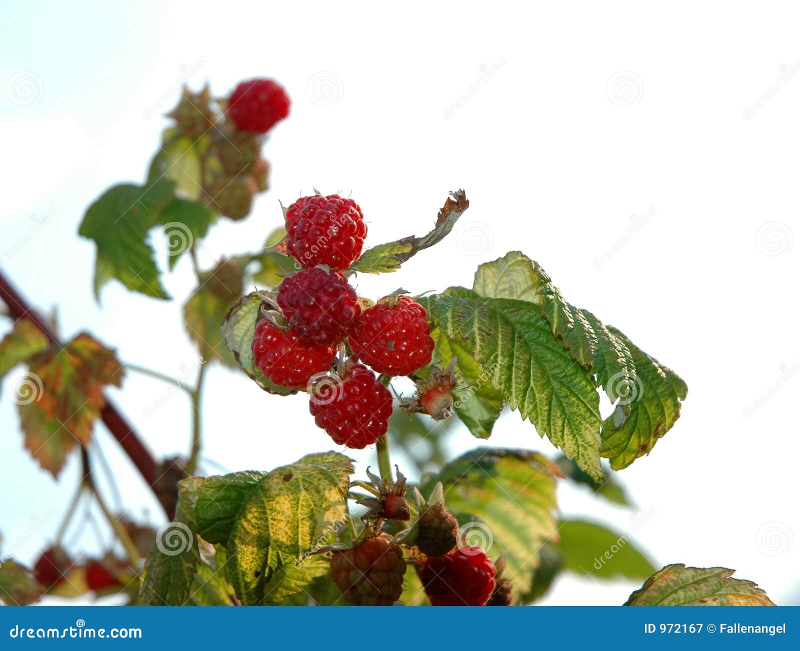 Rasperry stock image. Image of berry, raspberry, nature - 972167