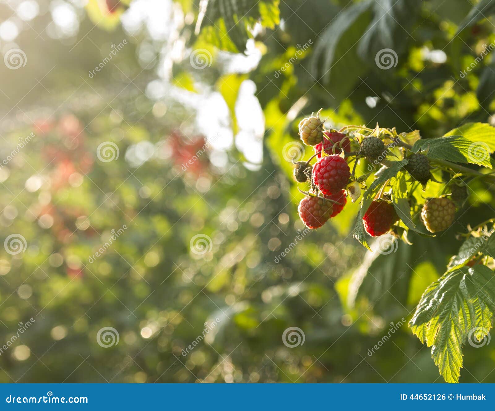 Rasperry bunch stock photo. Image of bush, sunlight, agriculture - 44652126