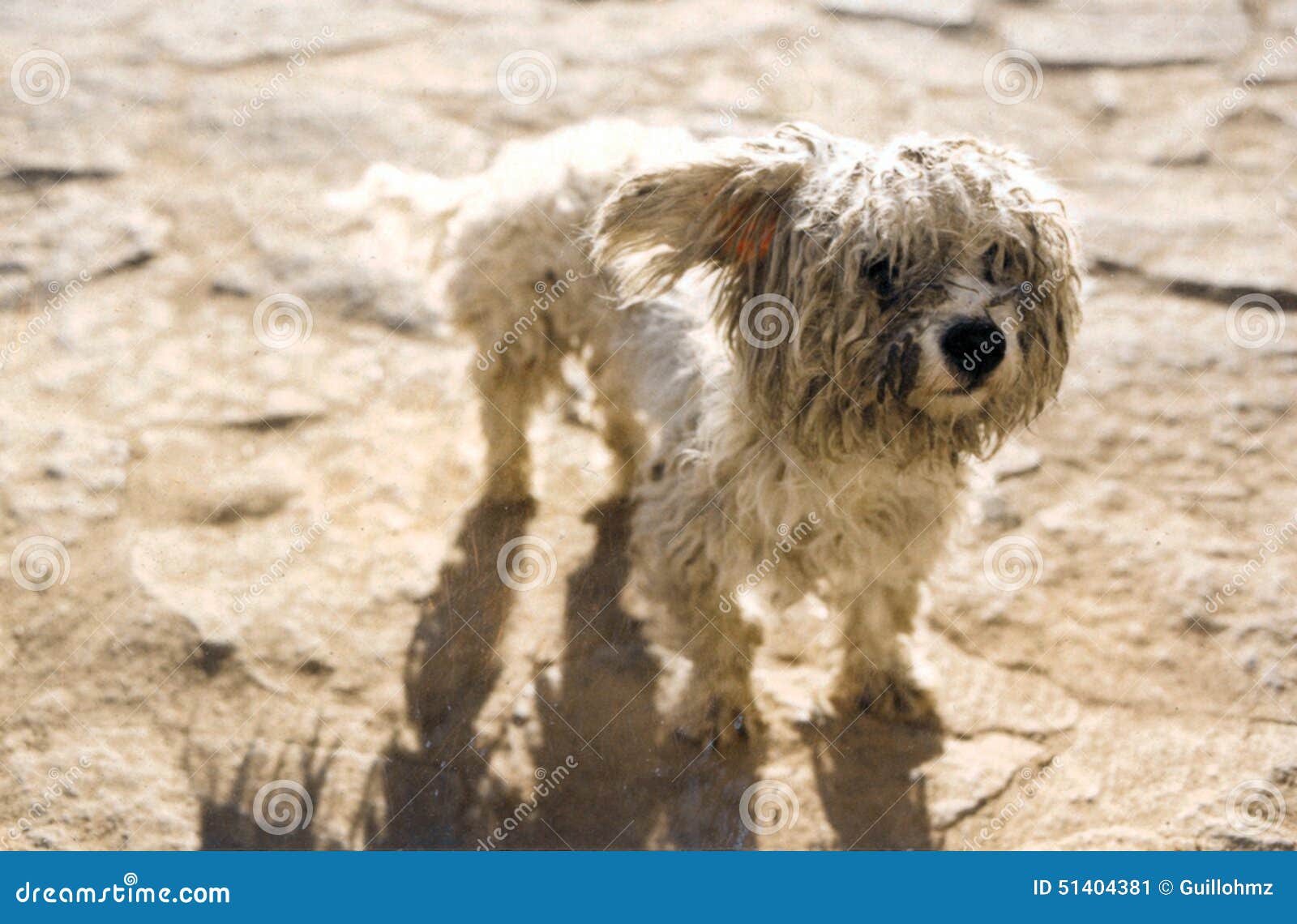Rasta dog stock image. Image of hair, madagascar, tulear - 51404381