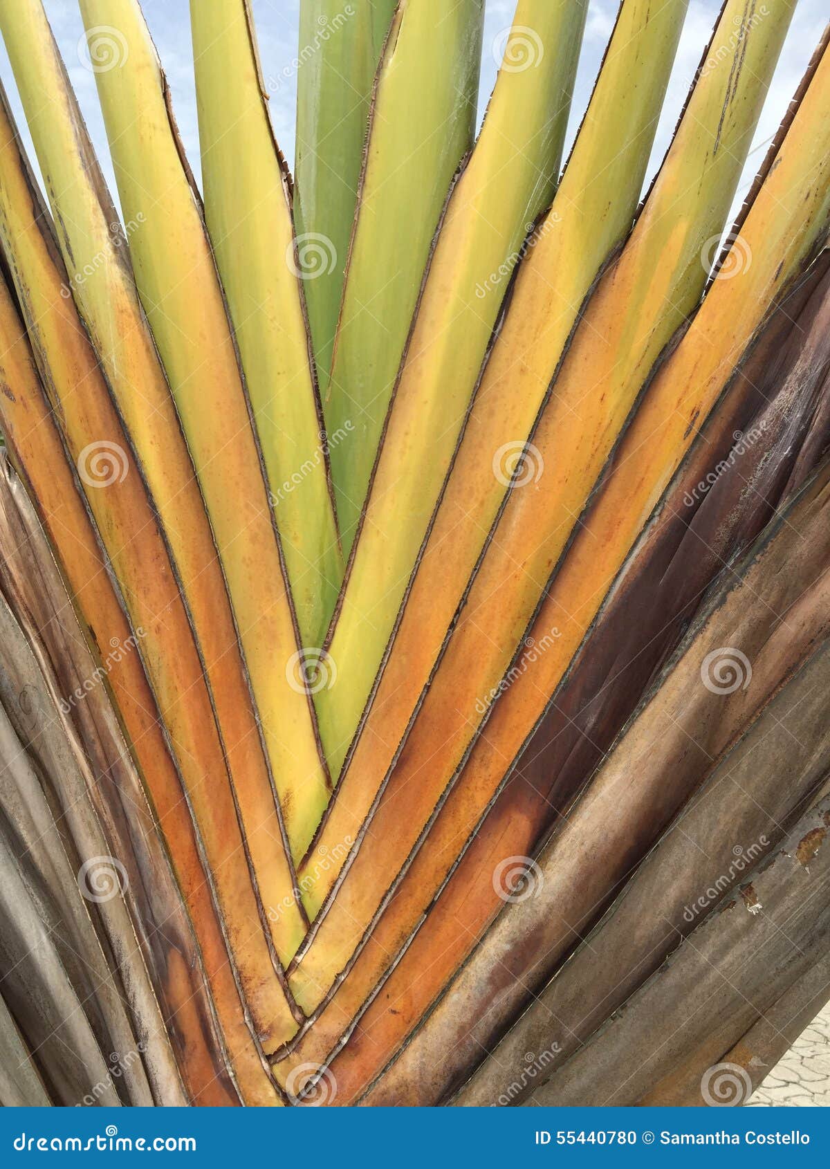 Rasta Palm stock photo. Image of colors, tree, colored - 55440780