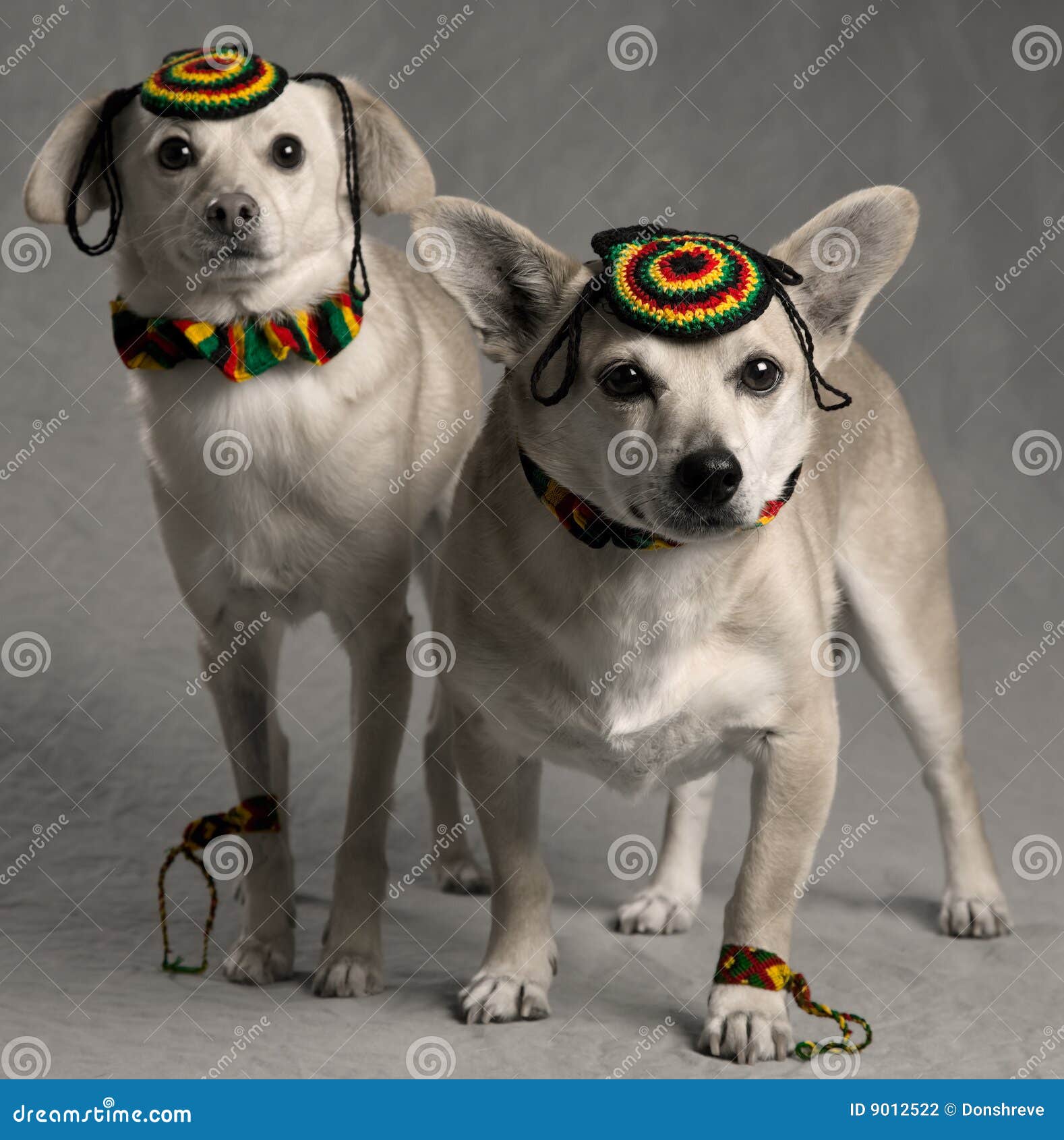 Rastafarian Hat Dog Royalty-Free Stock Photo | CartoonDealer.com #10891047
