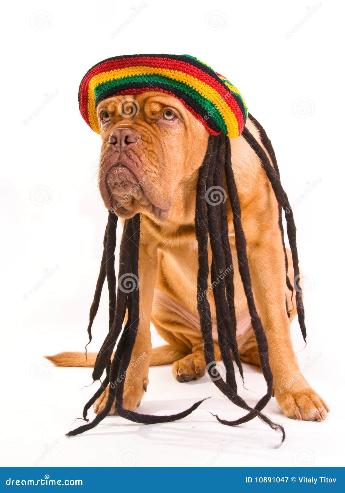 Rastafarian Hut-Hund stockbild. Bild von kultur, afrikanisch - 10891047