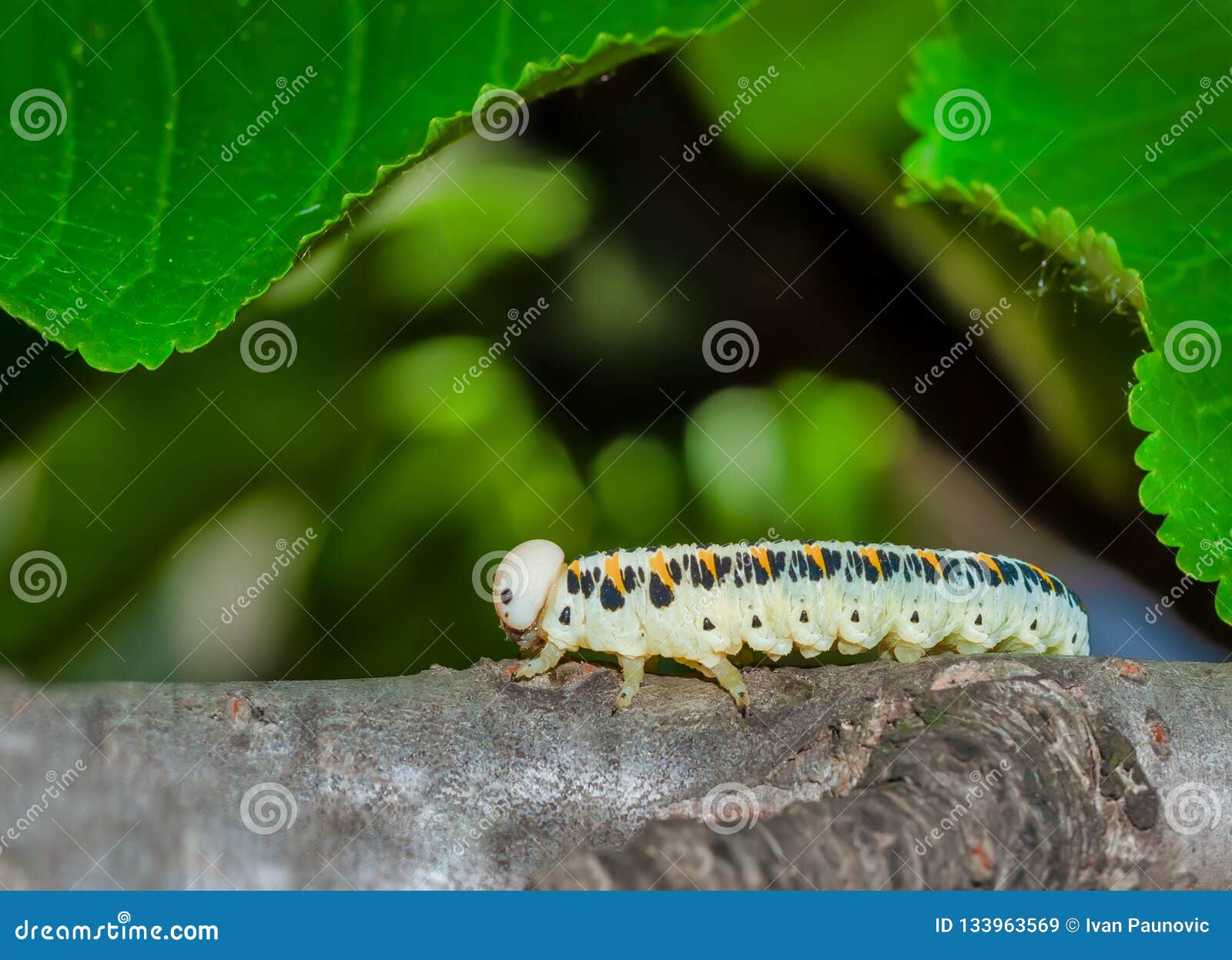 Rastejamento Da Larva De Inseto Imagem de Stock - Imagem de detalhe ...