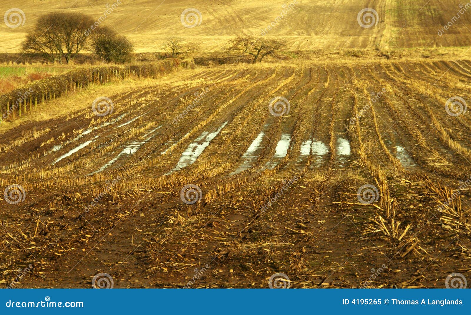 Rastrojo del invierno imagen de archivo. Imagen de cosechas - 4195265