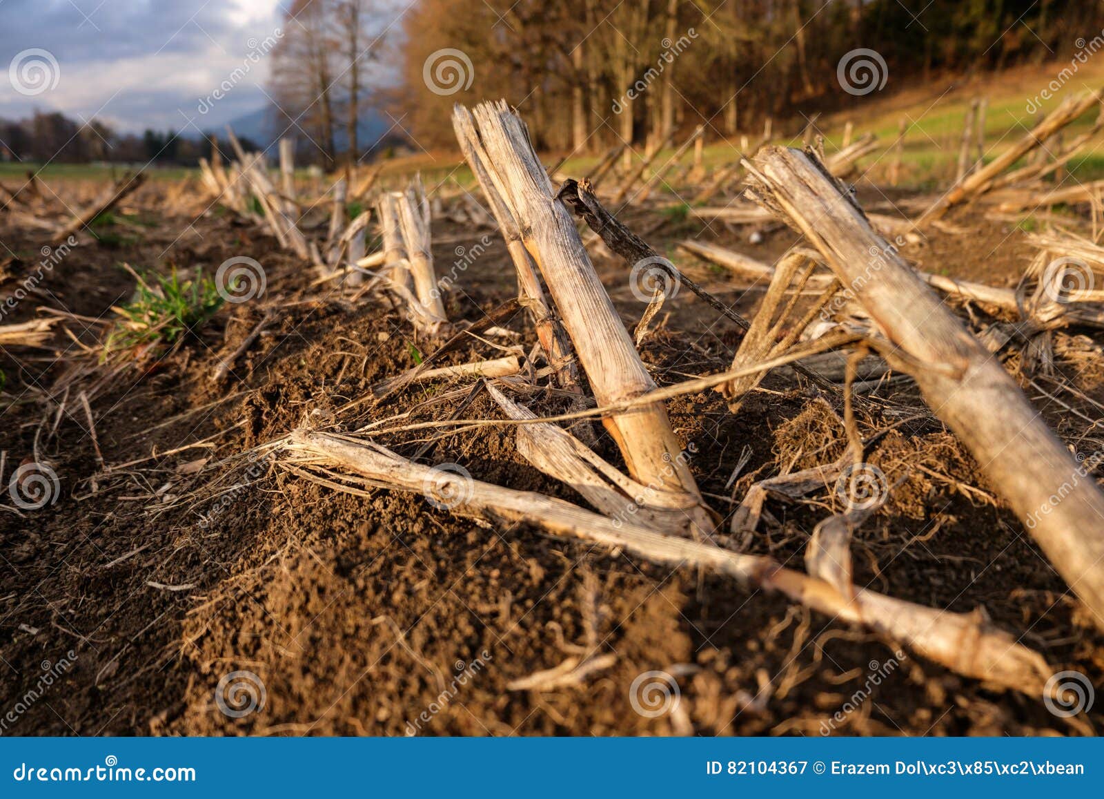 Rastrojo Del Maíz En El Campo Imagen de archivo - Imagen de agricultura ...