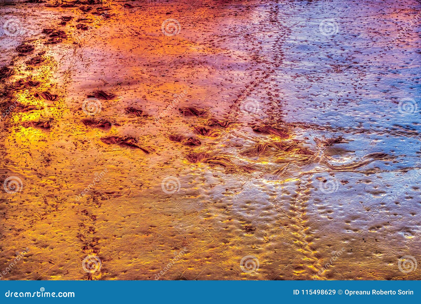 Rastros Del Animal En El Fango Imagen de archivo - Imagen de tierra ...