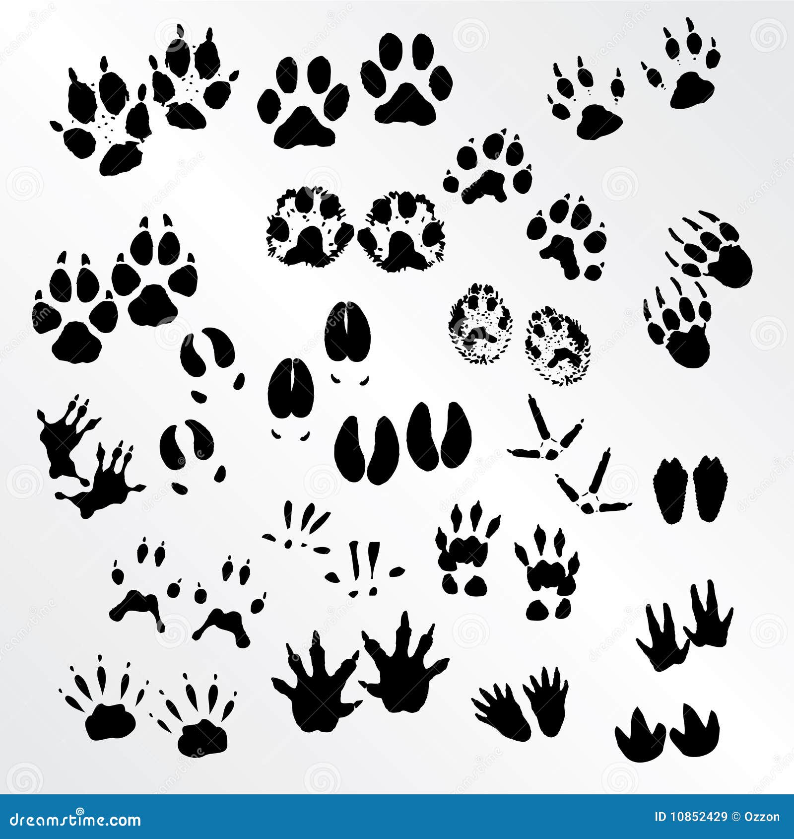 Rastros del vector ilustración del vector. Ilustración de gato - 10852429