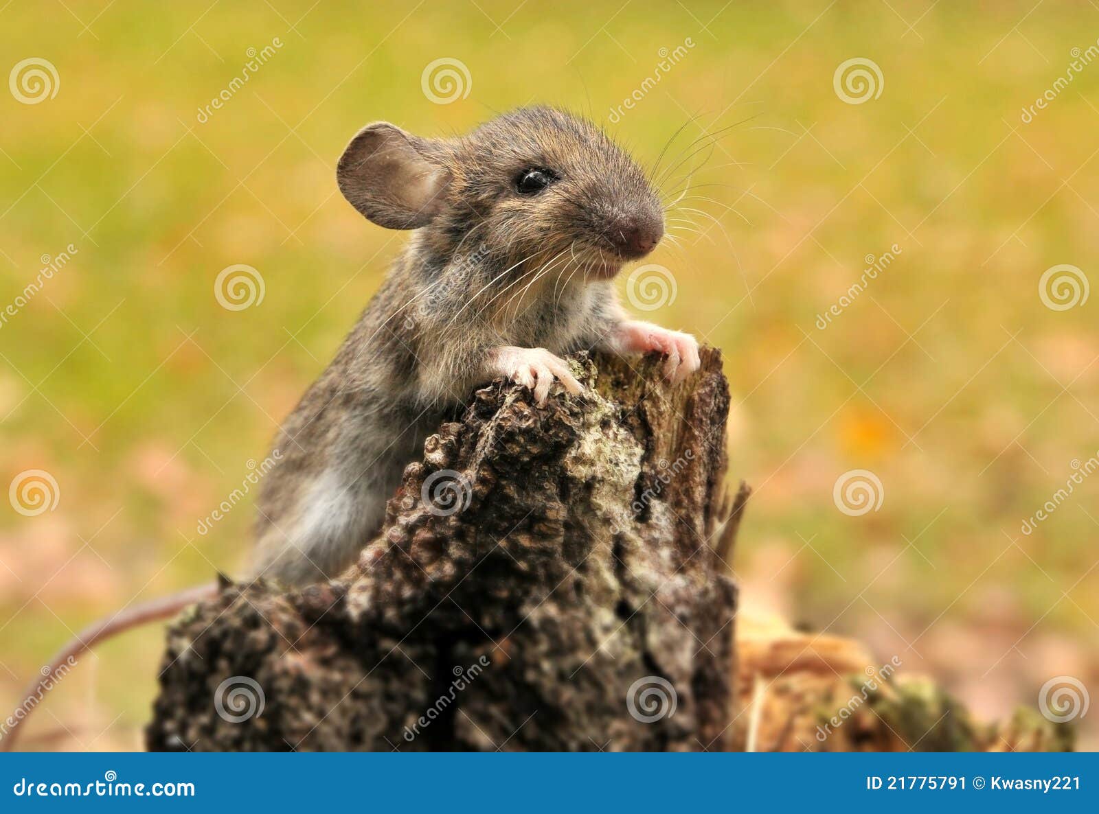 Ratón imagen de archivo. Imagen de animales, bigote, tronco - 21775791