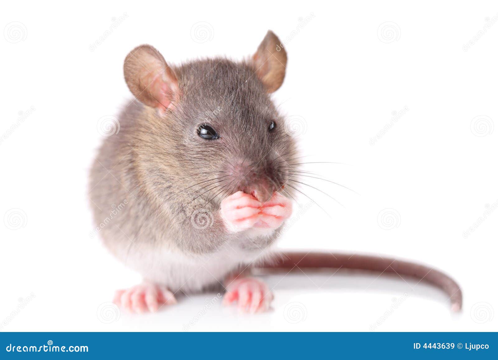 Ratón imagen de archivo. Imagen de mirada, nariz, rata - 4443639