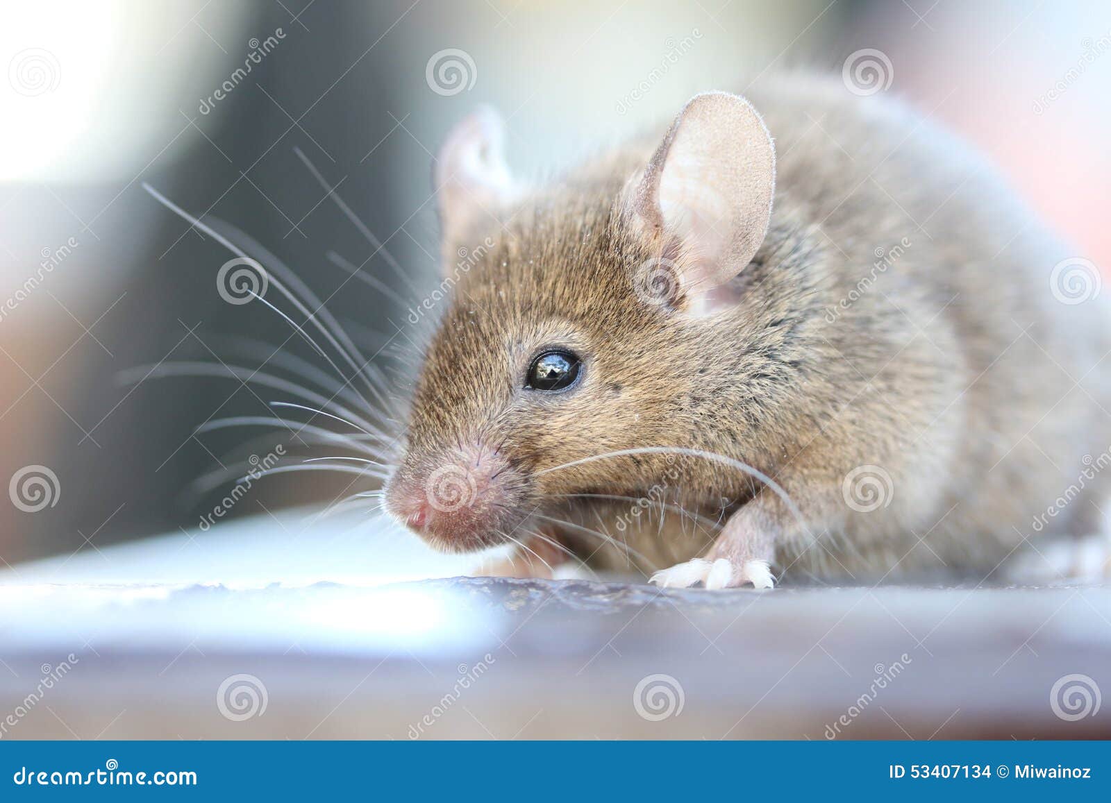 Ratón foto de archivo. Imagen de poco, animal, fauna - 53407134