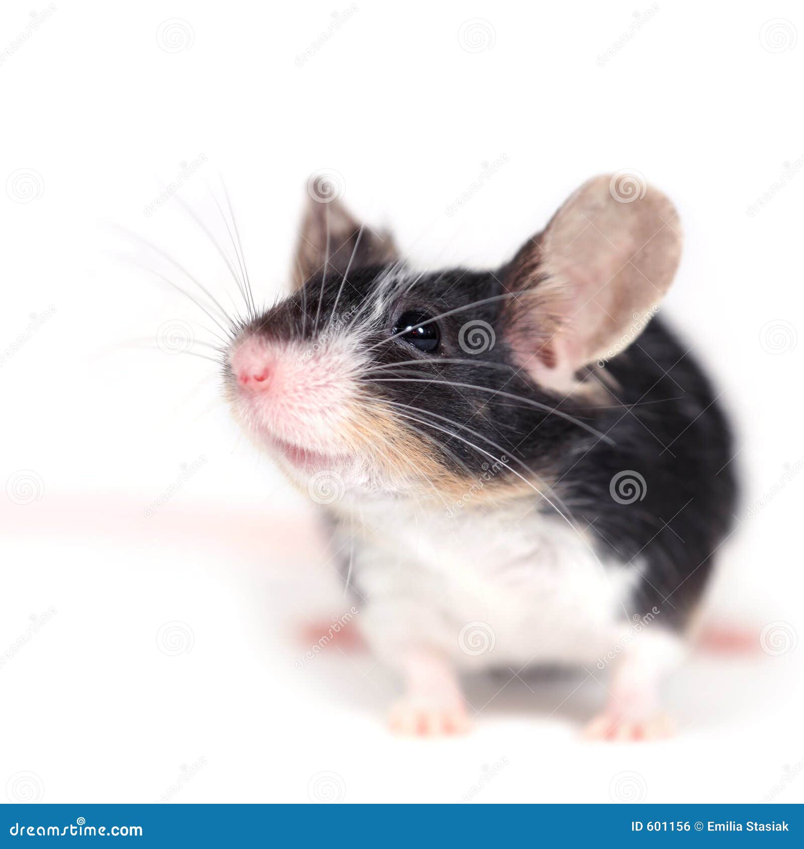 Ratón foto de archivo. Imagen de fondo, escuchar, aislante - 601156