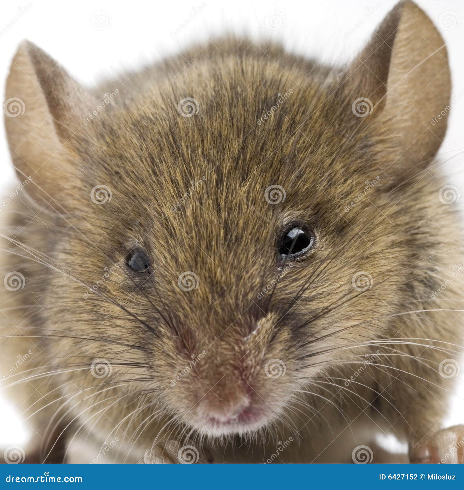 Ratón foto de archivo. Imagen de primer, macro, hocico - 6427152