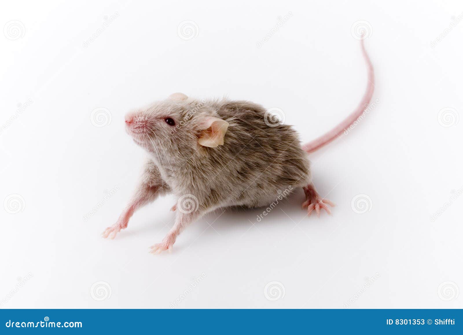 Ratón imagen de archivo. Imagen de doméstico, animales - 8301353