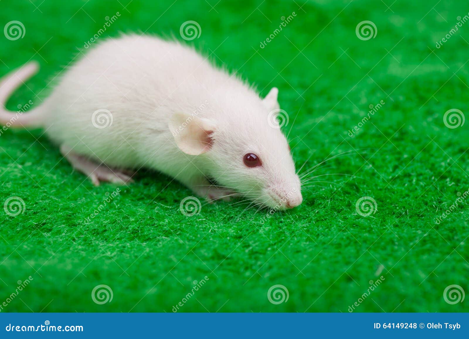 Ratón Blanco En Una Hierba Verde Foto de archivo - Imagen de mirando ...