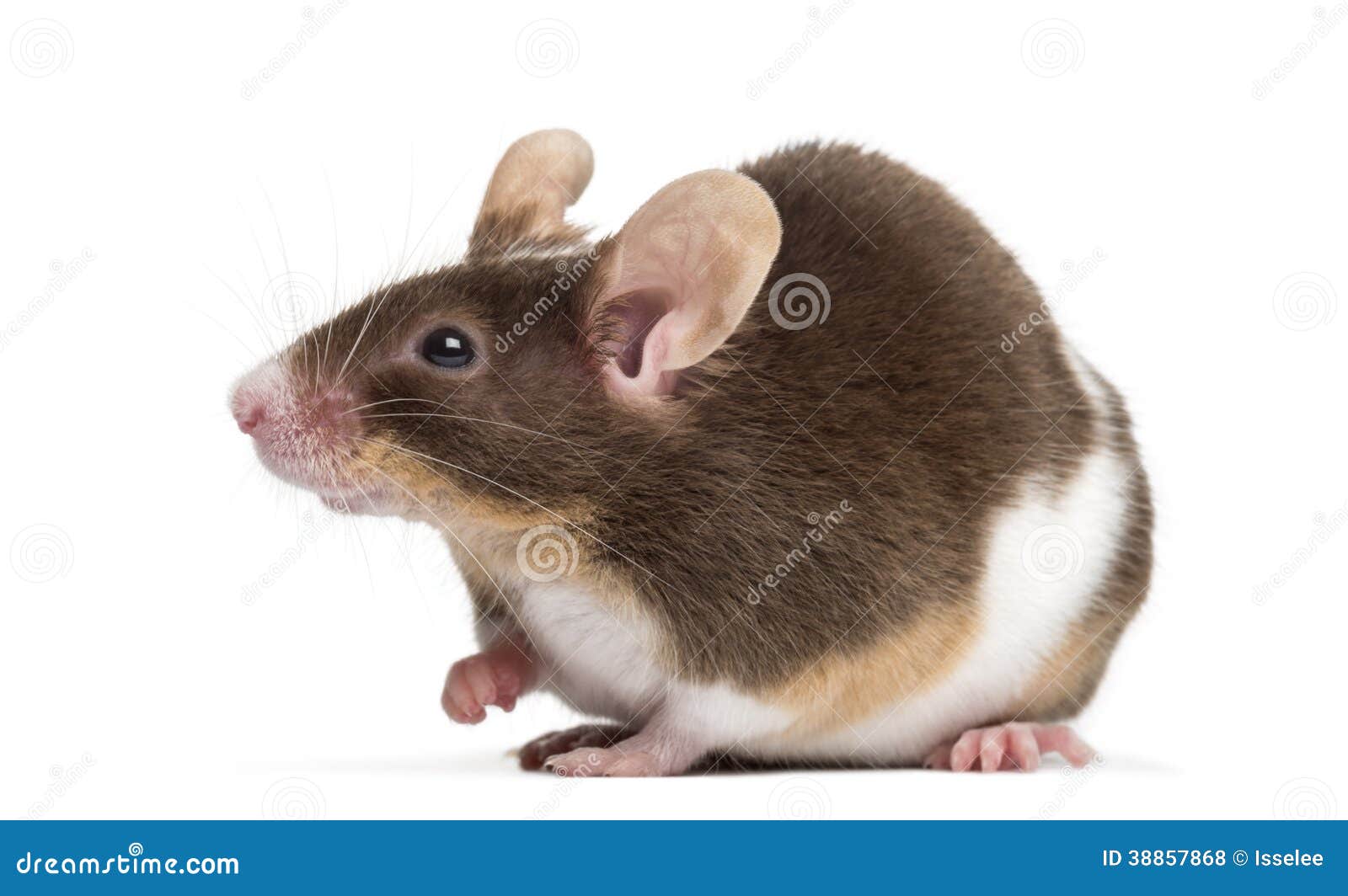 Ratón De Casa Común, Musculus De Mus, Foto de archivo - Imagen de ...