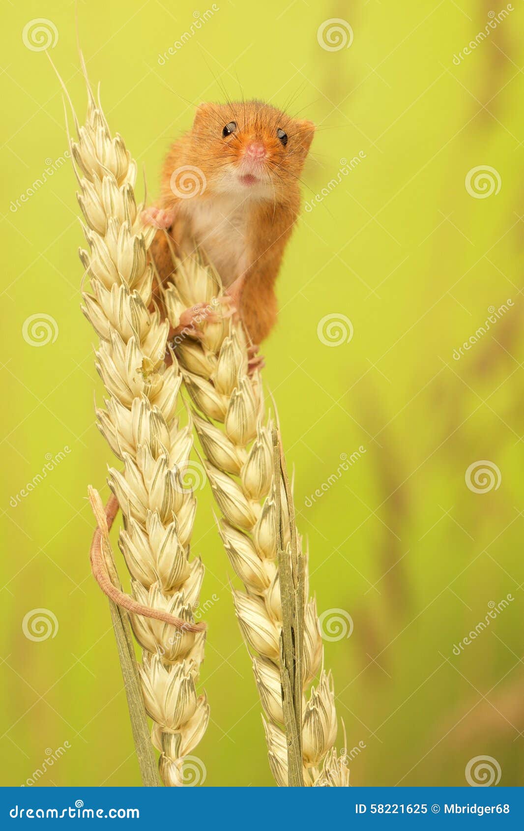 Ratón de cosecha imagen de archivo. Imagen de mordedura - 58221625