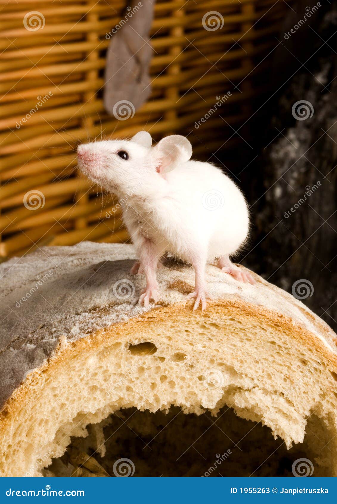 Ratón en un pan imagen de archivo. Imagen de avellana - 1955263