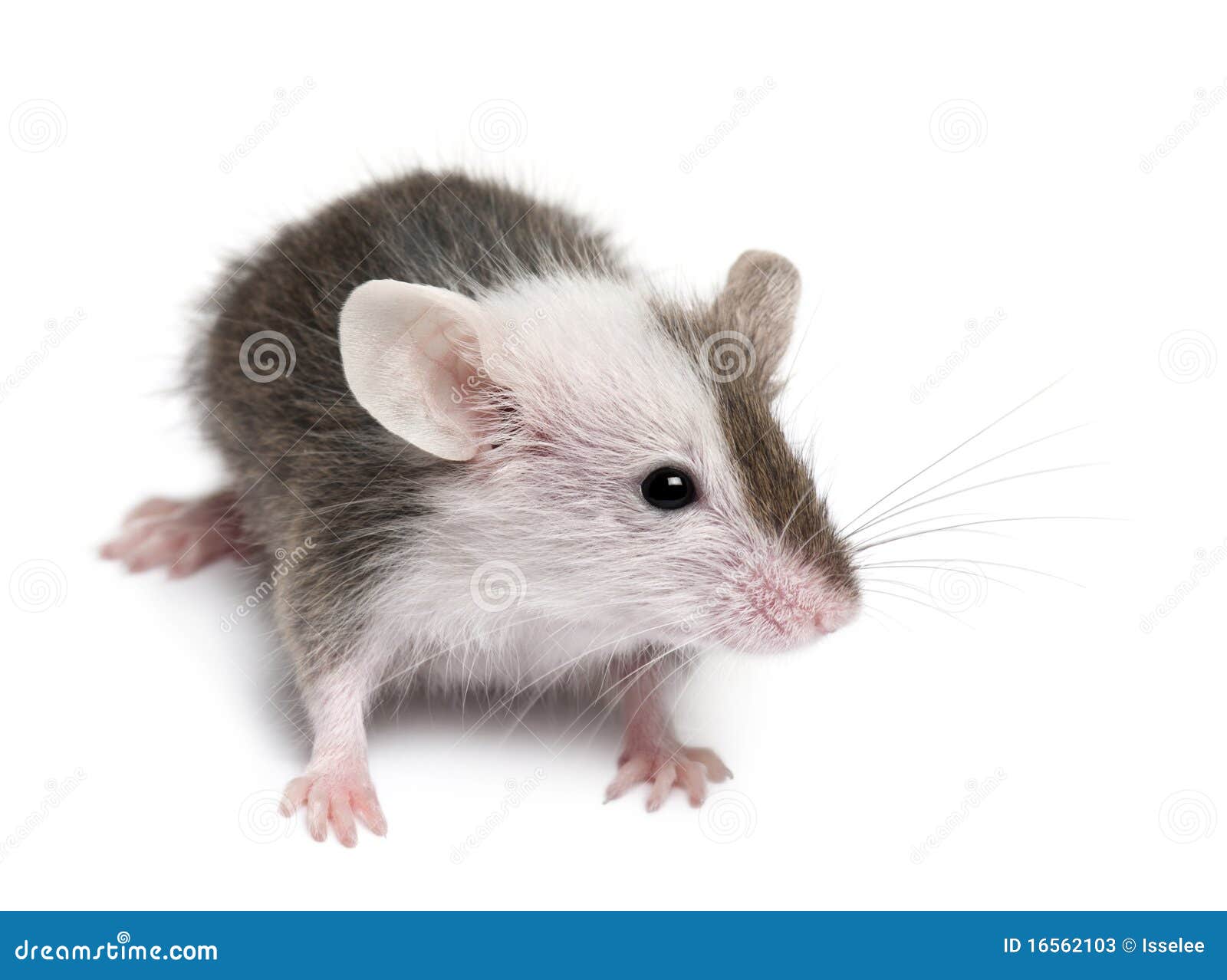 Ratón joven imagen de archivo. Imagen de gente, corte - 16562103