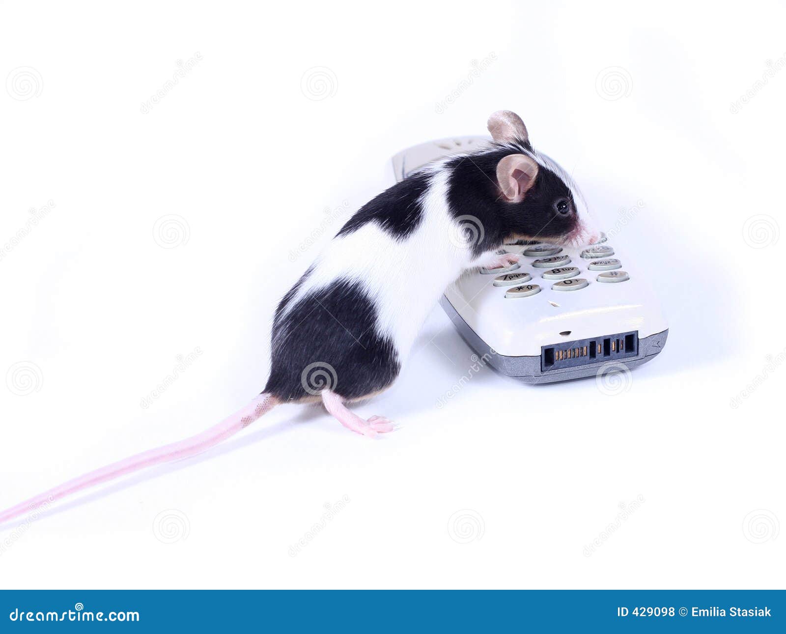 Ratón llamada foto de archivo. Imagen de marcar, cellphone - 429098