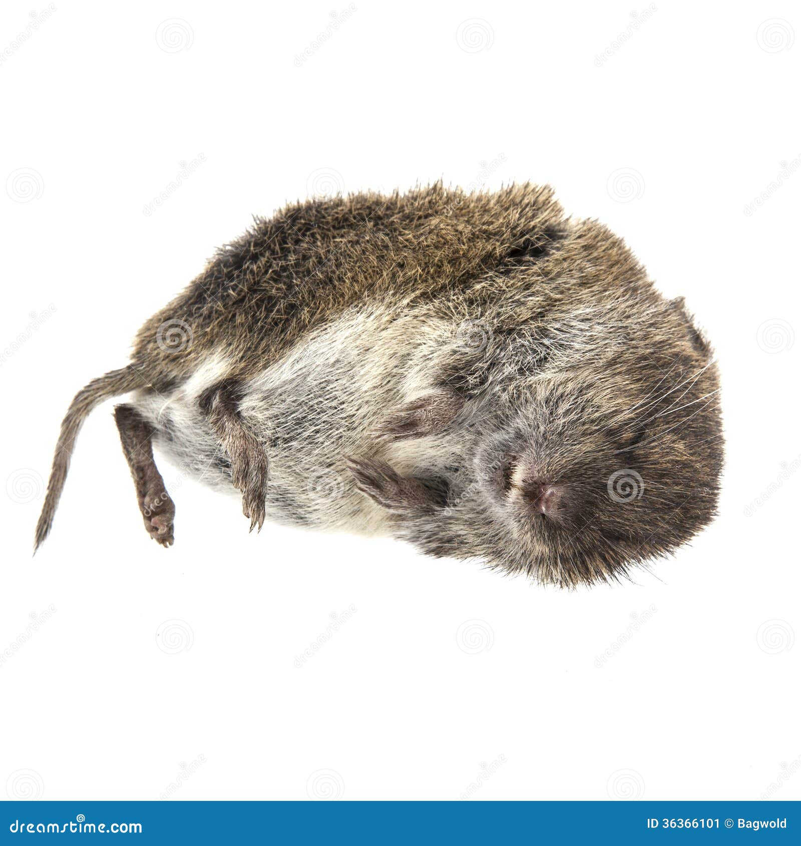 Ratón muerto en blanco imagen de archivo. Imagen de fondo - 36366101