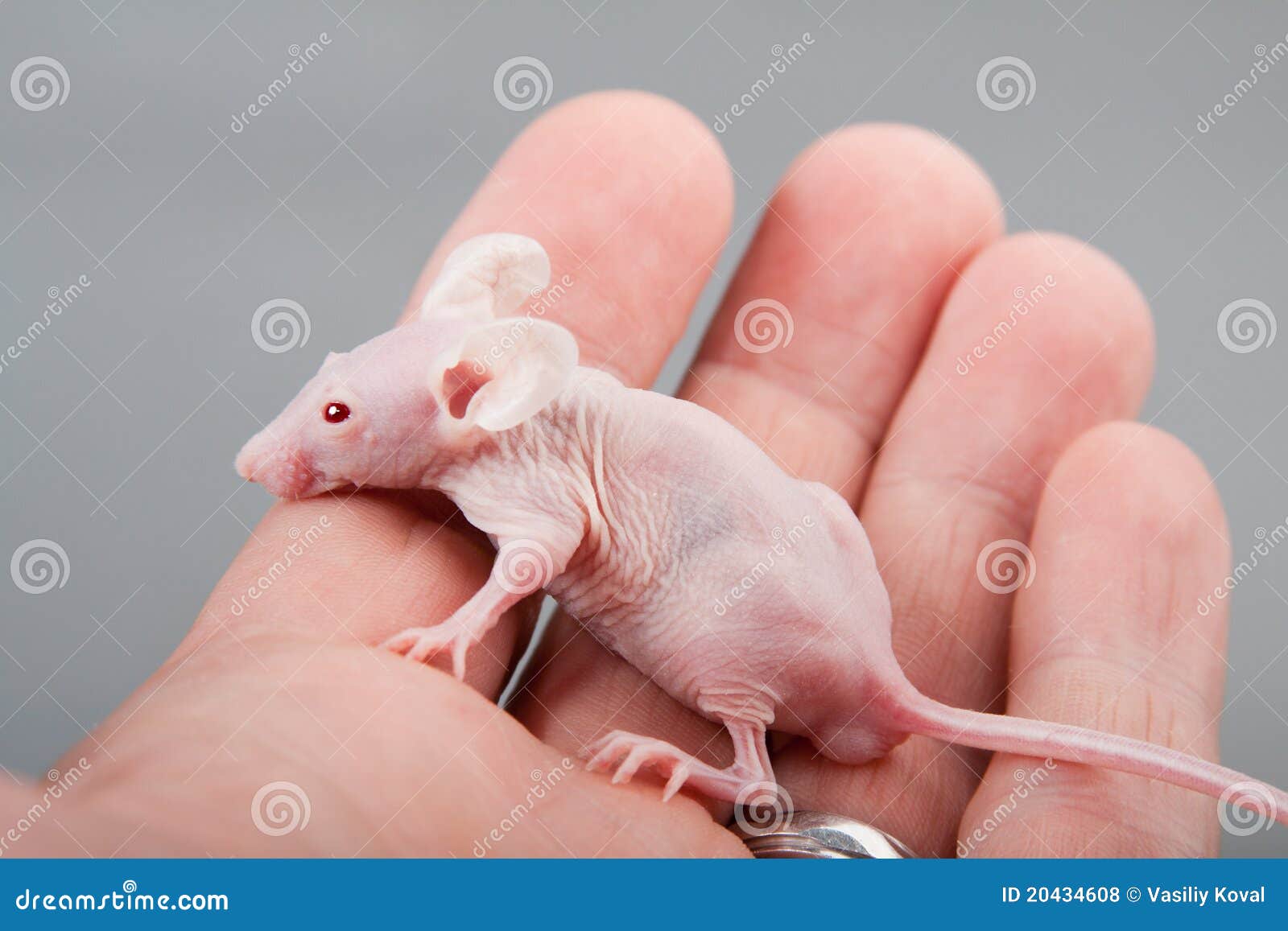 Ratón sin pelo foto de archivo. Imagen de rata, espigado - 20434608