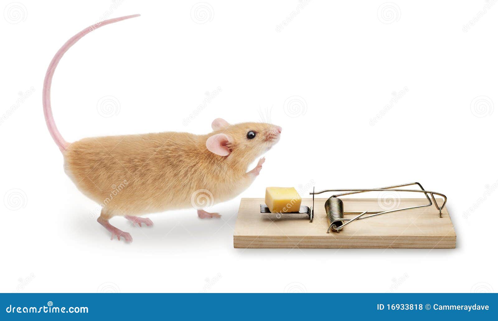 Ratón y ratonera foto de archivo. Imagen de absurdo, descuidado - 16933818