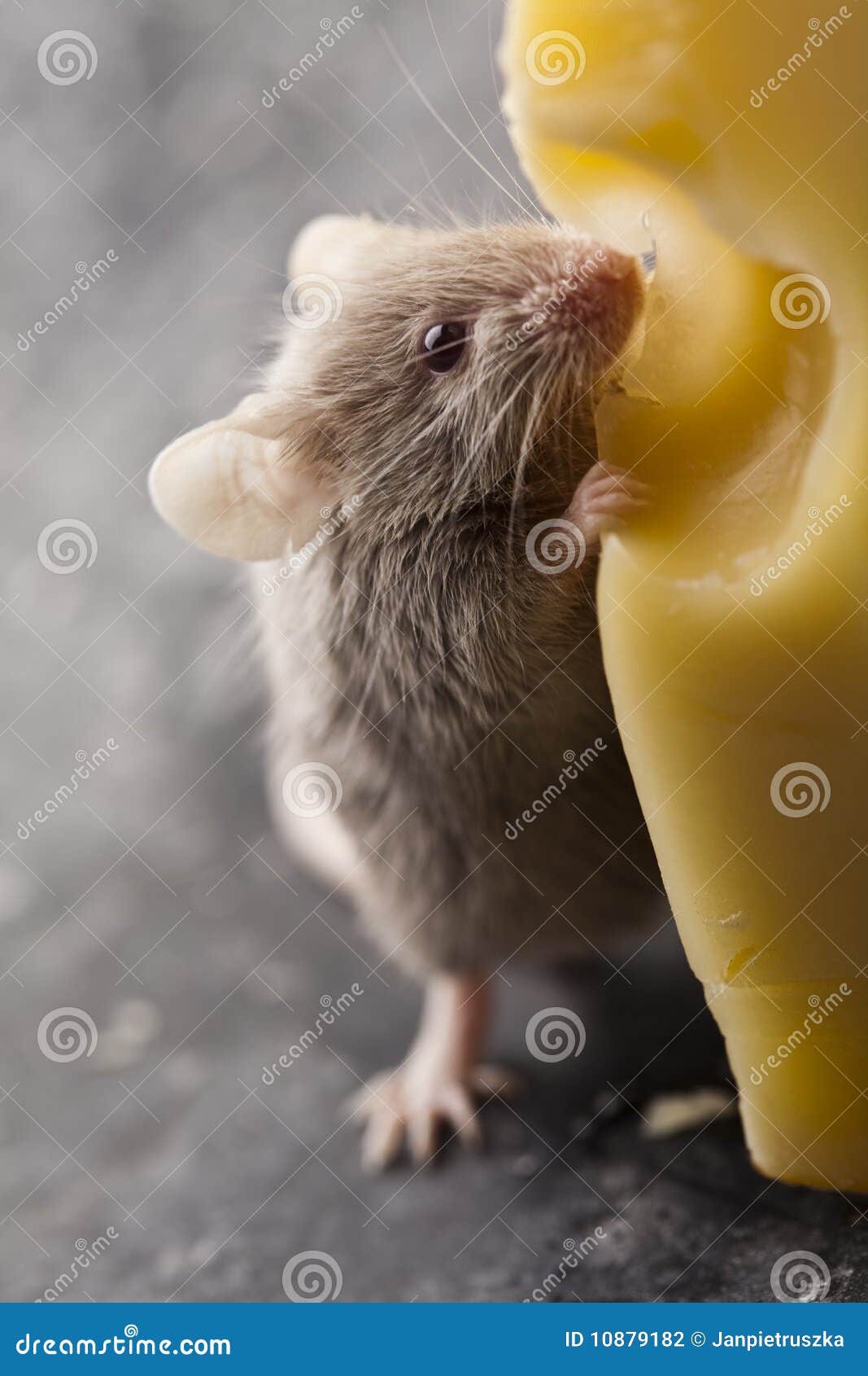 Rat stock photo. Image of smell, mouse, pest, cheese - 10879182