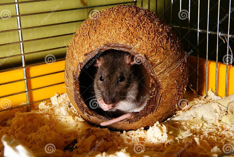 Rat stock photo. Image of fauna, metal, closed, shell - 10895342