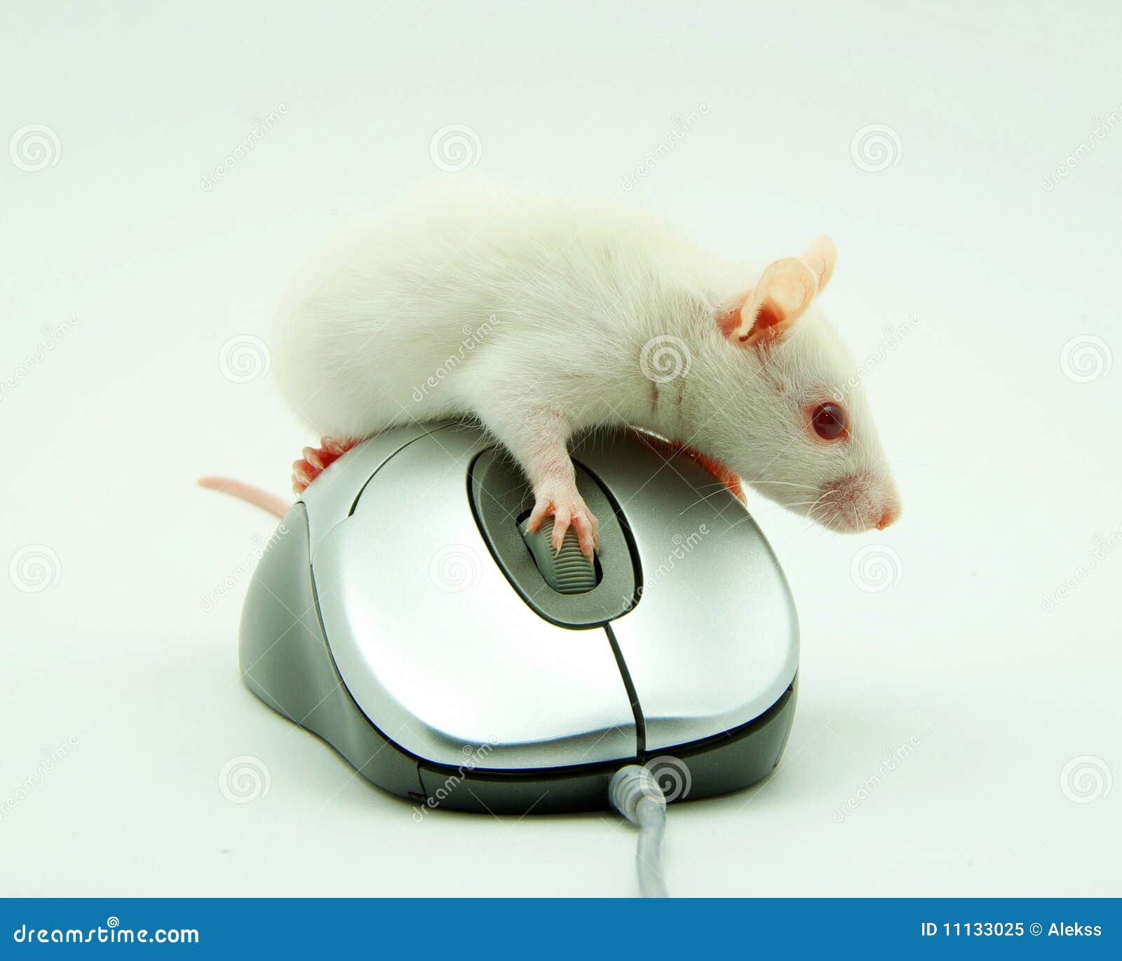 Rat stock image. Image of scroll, technology, pets, domestic - 11133025