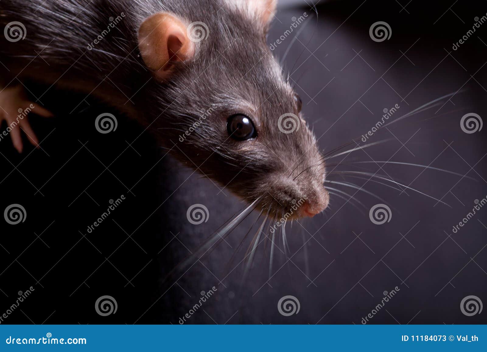 Rat stock image. Image of domestic, hairy, hair, whisker - 11184073