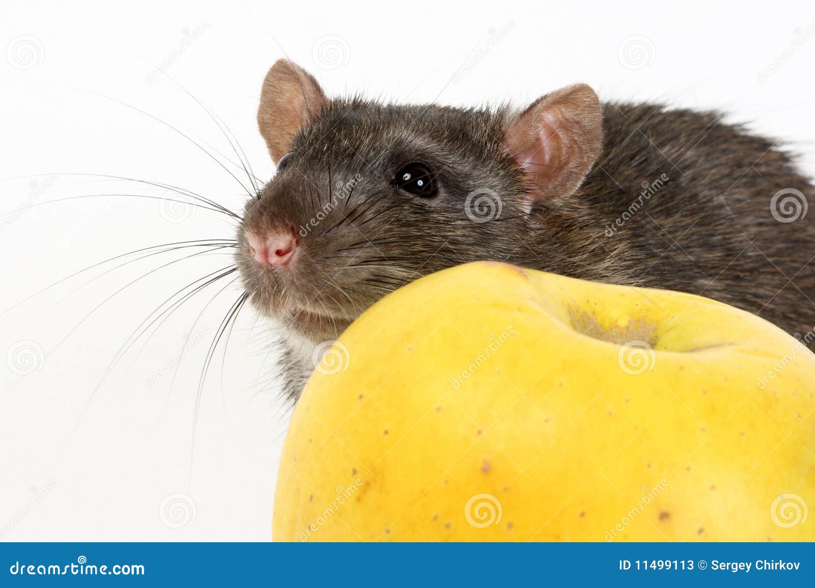 Rat image stock. Image du segment, isolement, sauvage - 11499113