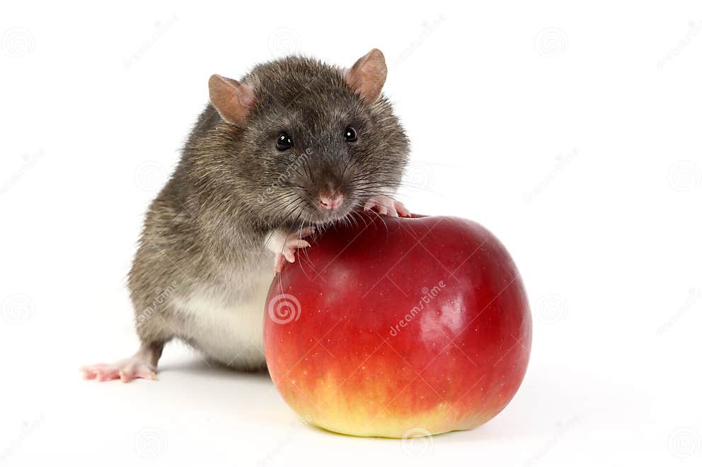 Rat stock image. Image of mammal, segment, fluffy, rats - 11499139