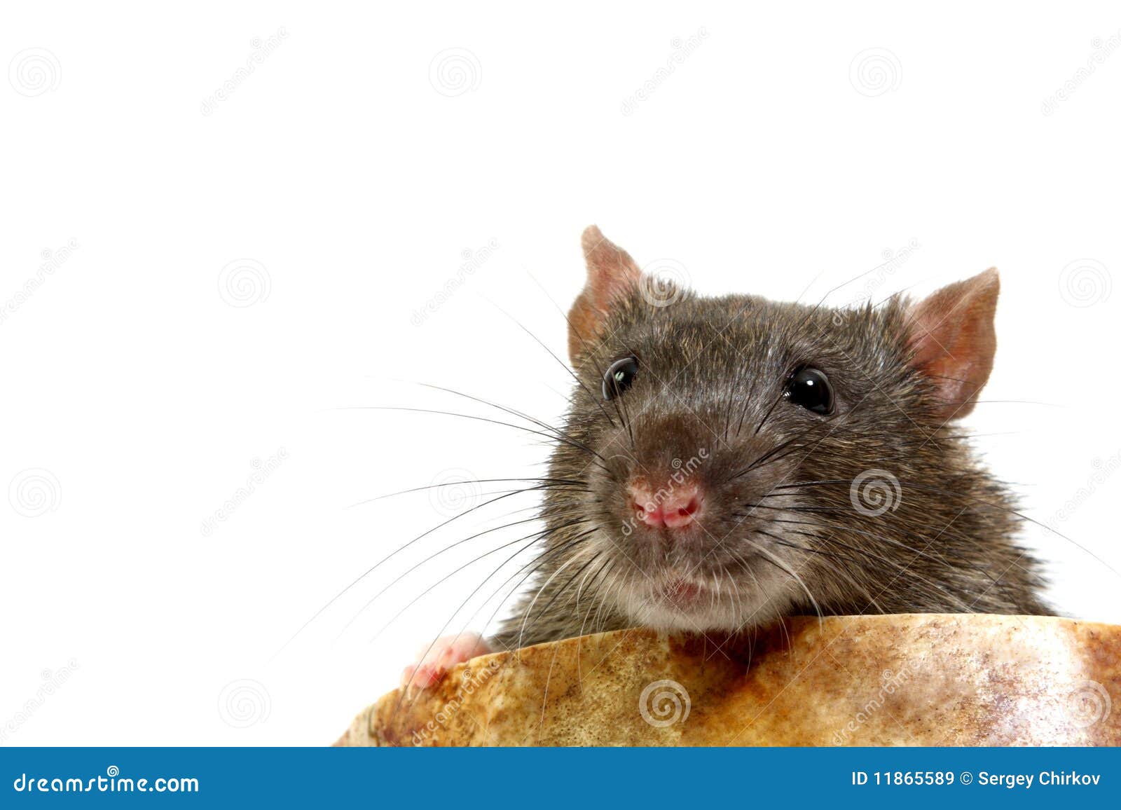Rat stock image. Image of curiosity, color, nose, hair - 11865589